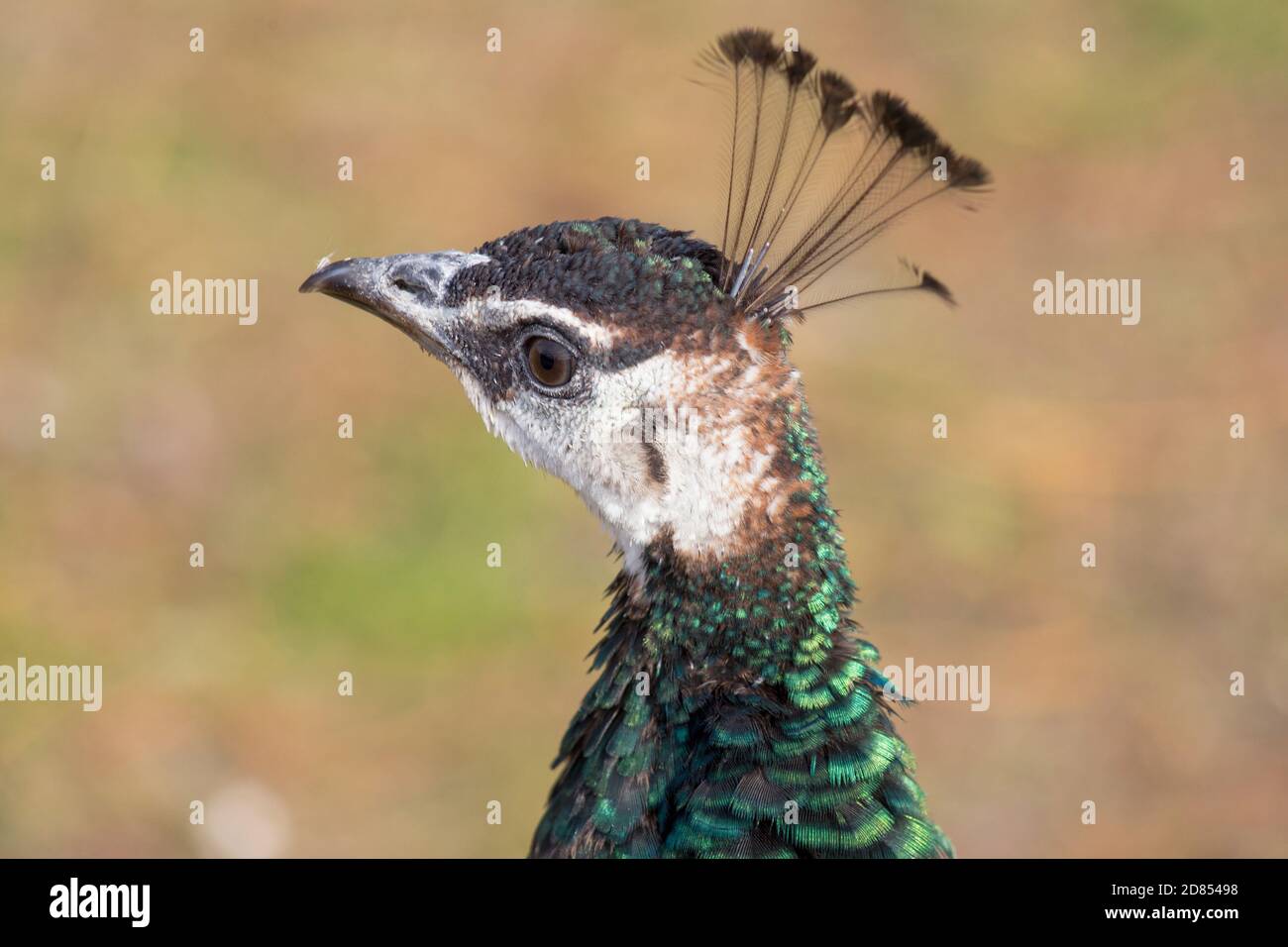 Head of beautiful female peacock in bright colors. Close up. Indian ...