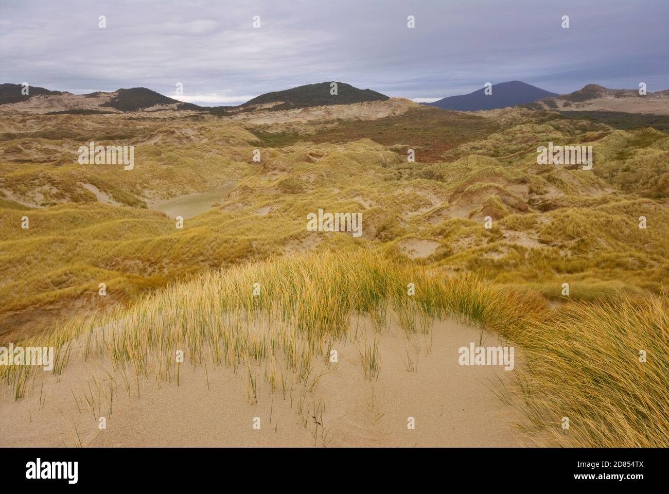 Coastal dune vegetation, Mason Bay, Stewart Island, New Zealand Stock ...