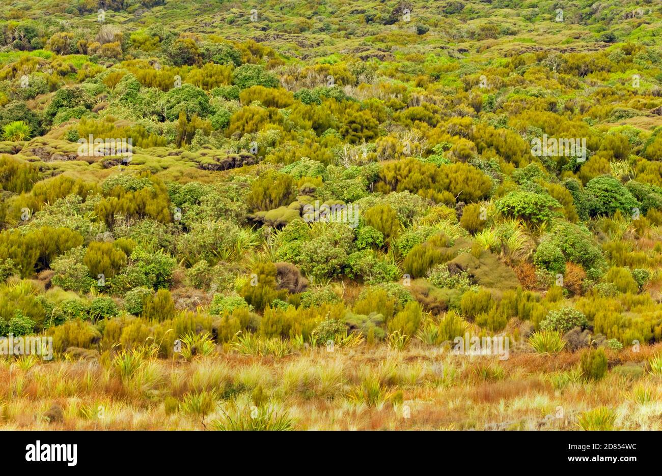 Coastal dune vegetation with manuka, Mason Bay, Stewart Island, New ...