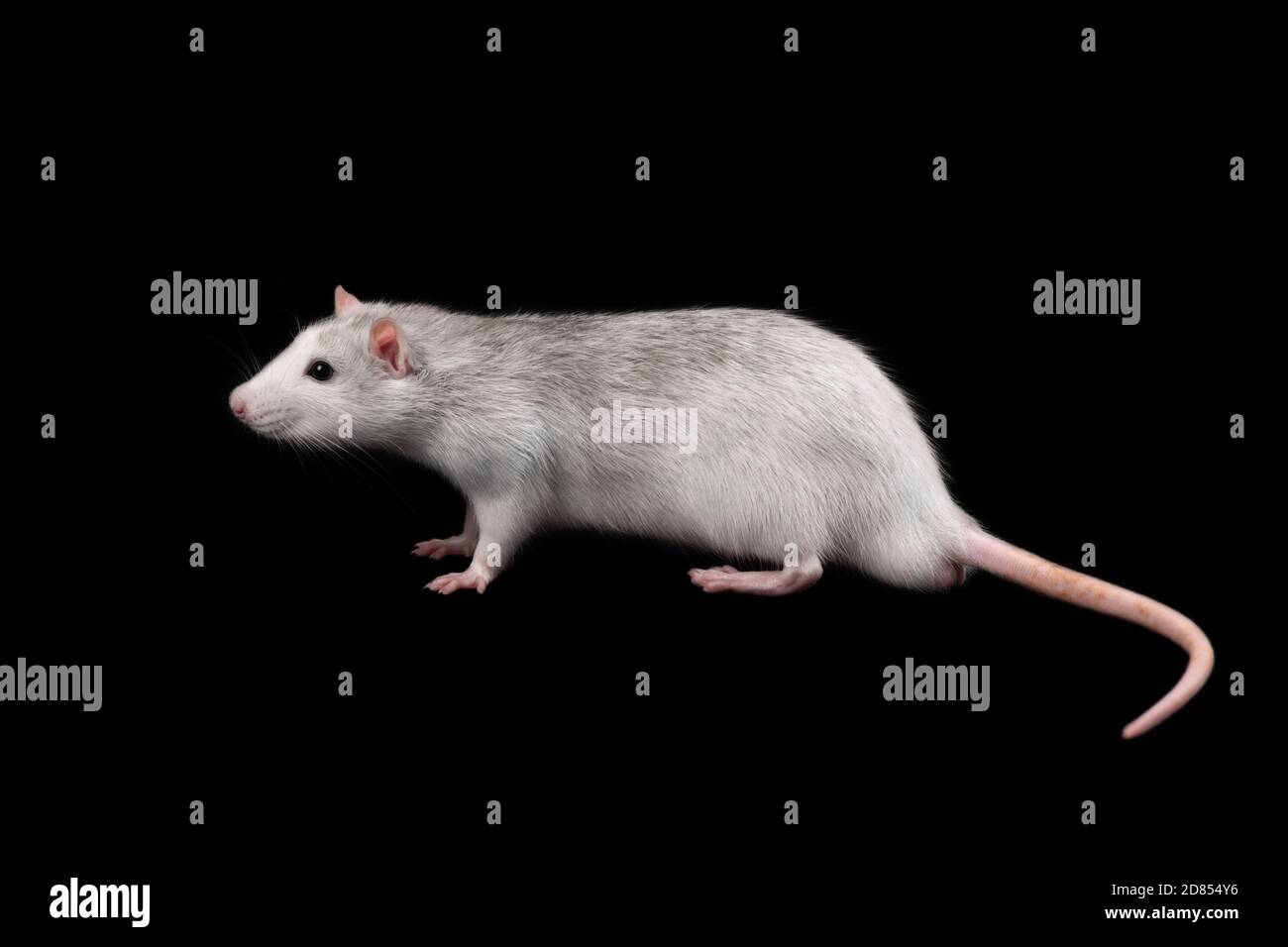 Rat full length isolated on dark background. Rodent pets. Domesticated ...