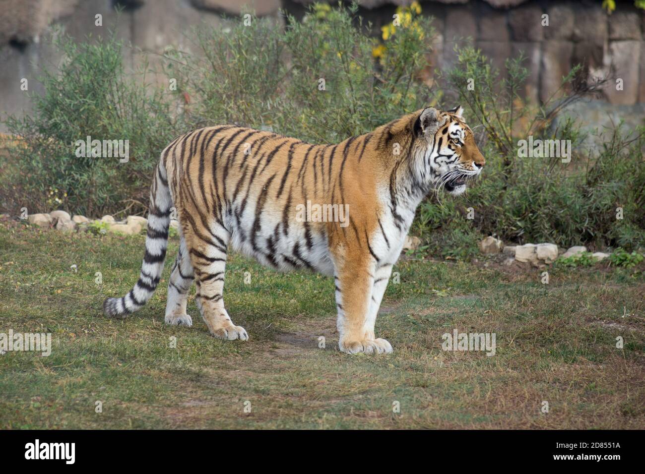 Wild siberian tiger is standing on a autumn meadow. Panthera tigris ...