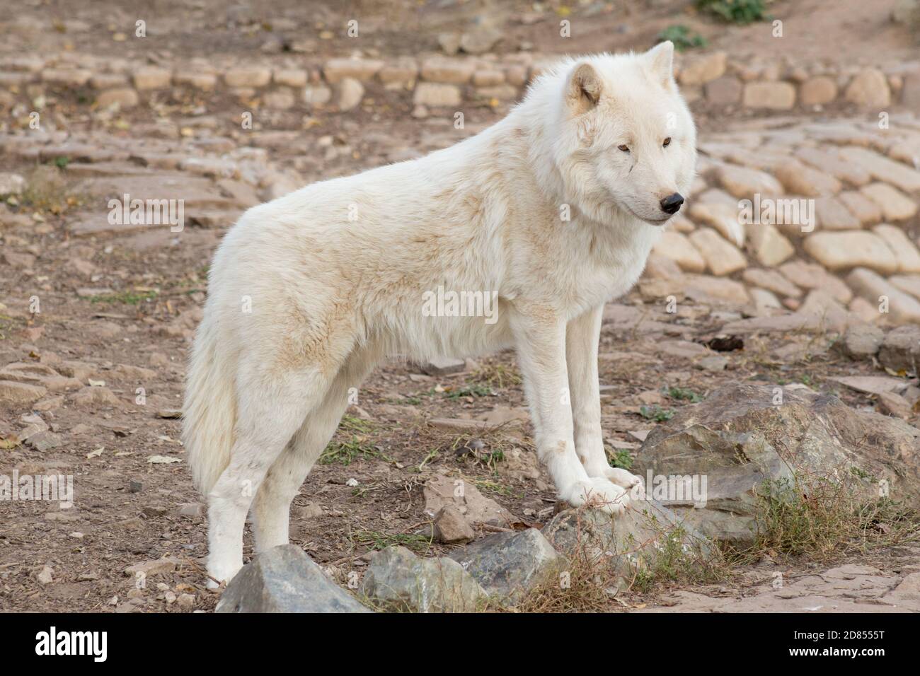 Wild alaskan tundra wolf is standing on the gray rocks. Canis lupus ...