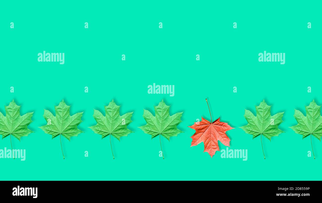 Unique red maple leaf among many green leaves isolated on blue or mint ...