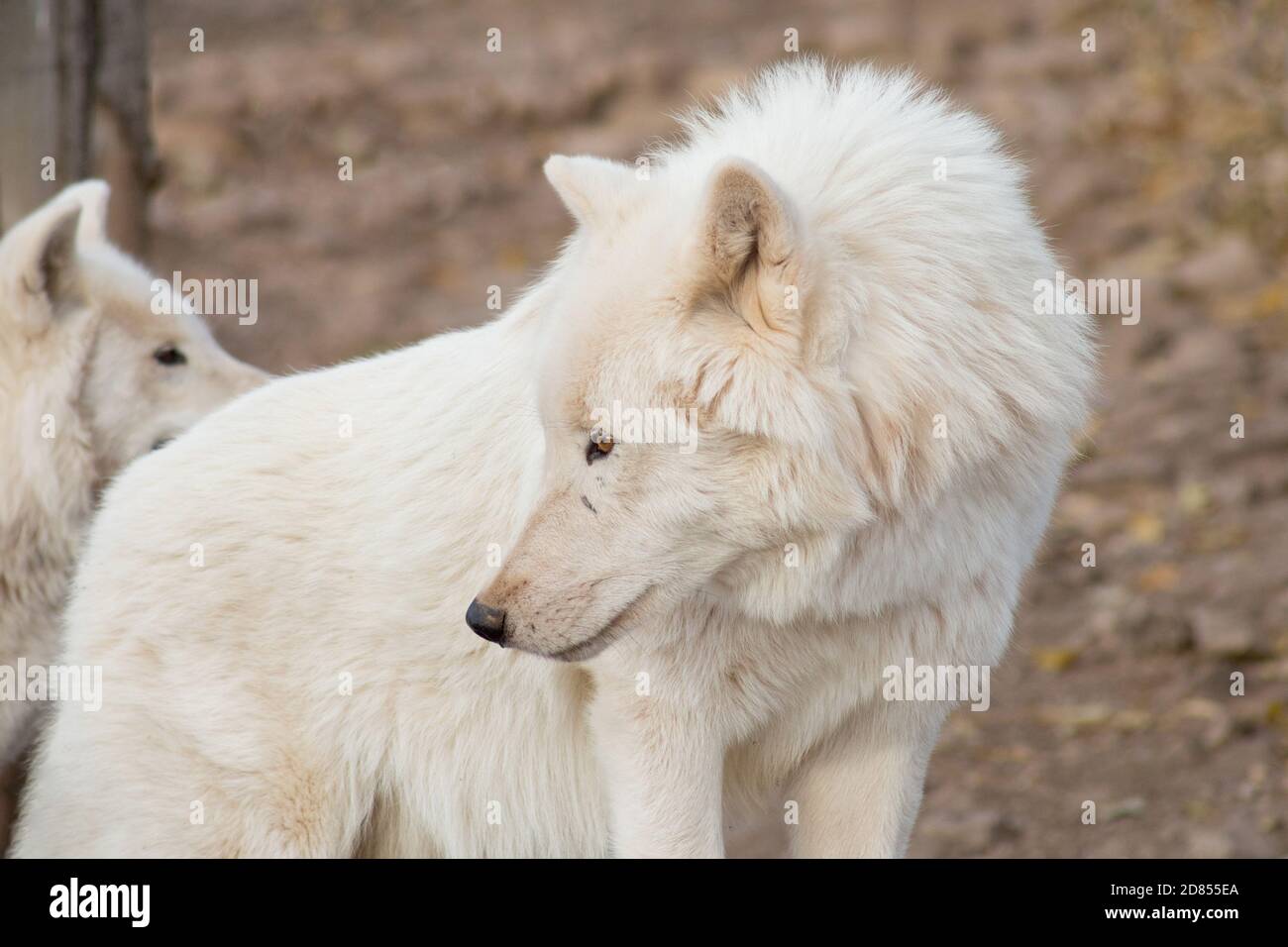 Cute wild alaskan tundra wolf close up. Canis lupus arctos. Polar wolf ...
