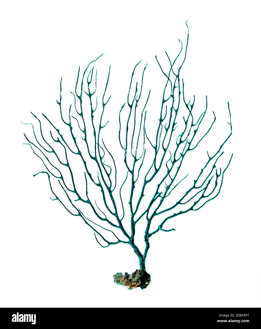 Dry algae isolated on white background Stock Photo - Alamy