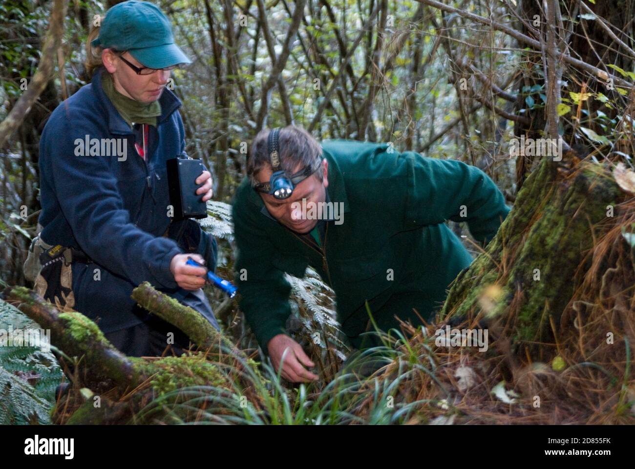 North island brown kiwi hi-res stock photography and images - Alamy