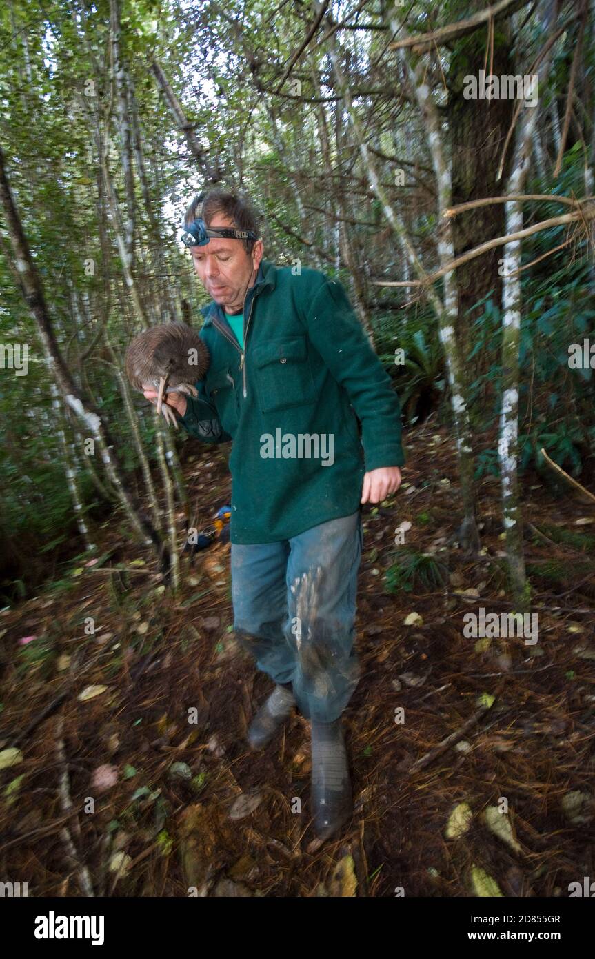Conservation and research of brown kiwi. North island, New Zealand ...