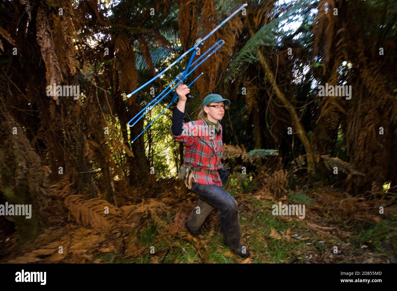 Conservation and research of brown kiwi, Waimarino Forest, Raetihi ...
