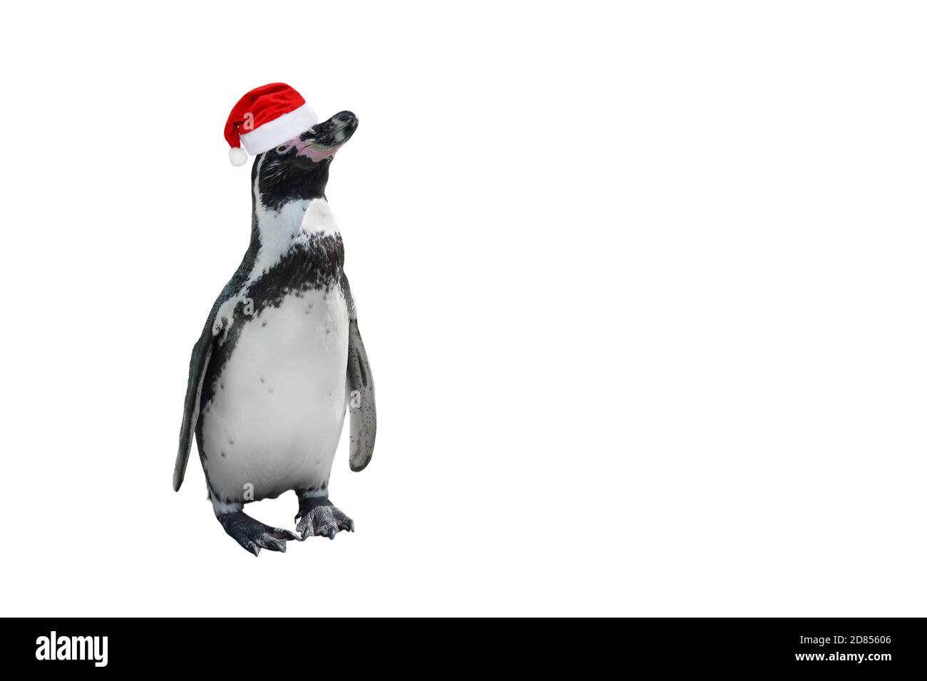 Funny Penguin Pictures