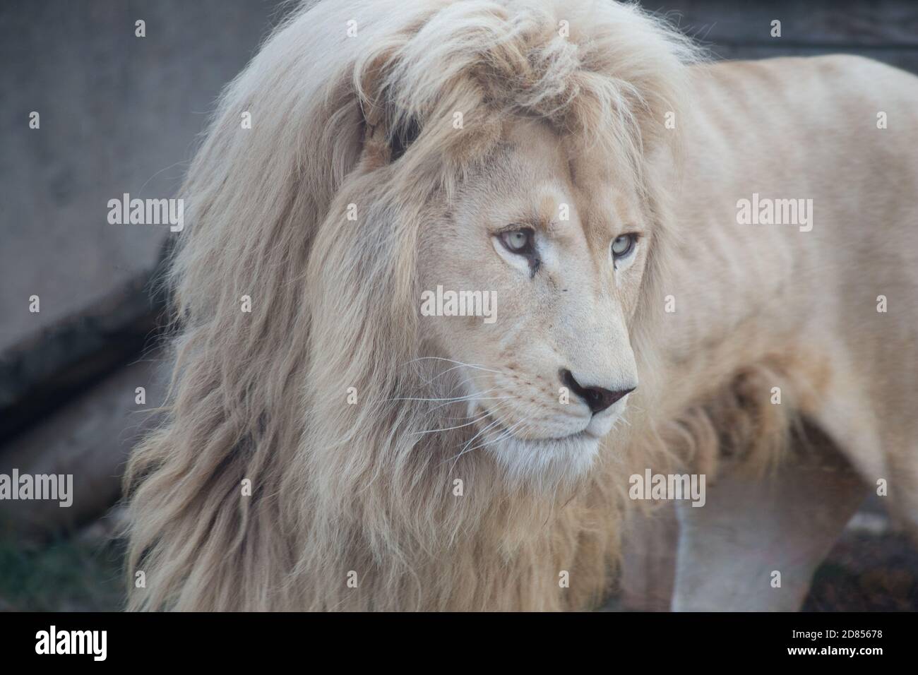 Wildlife Photography White Lions