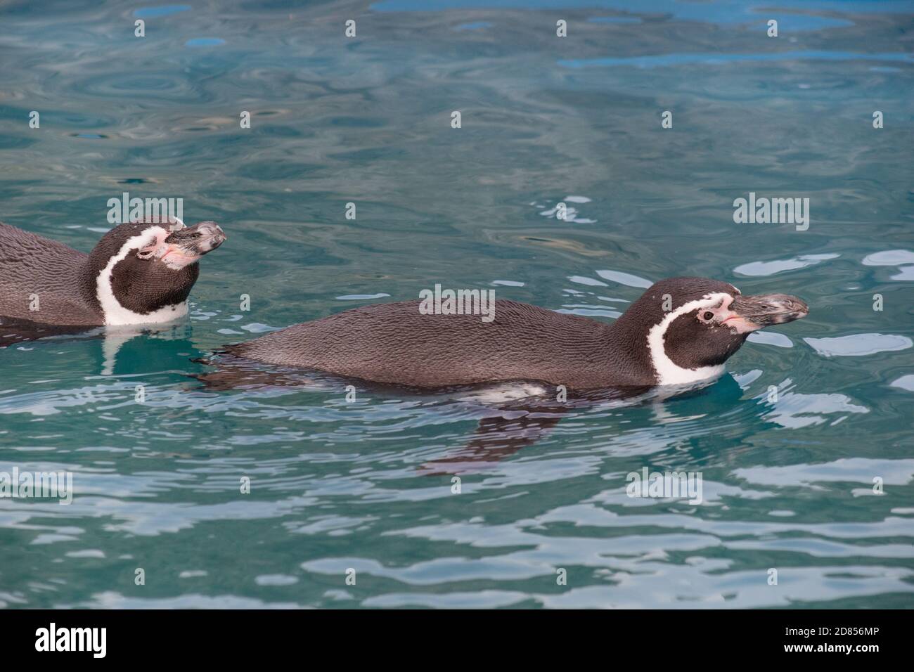 Two humboldt penguins are swimming into the blue water. Spheniscus ...