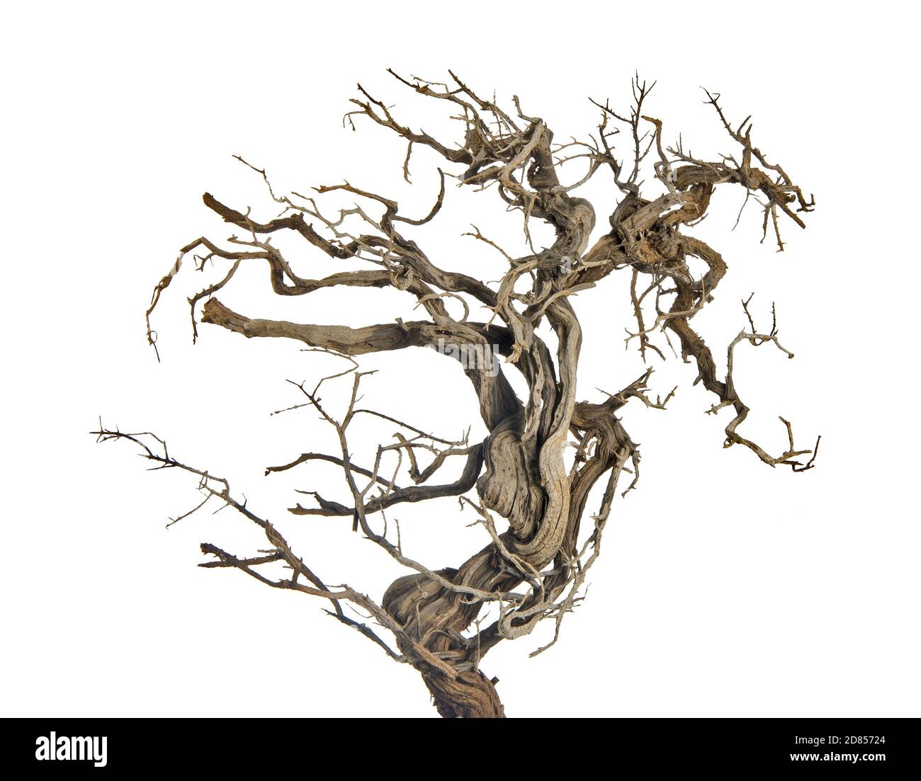 Dry branch hi-res stock photography and images - Alamy