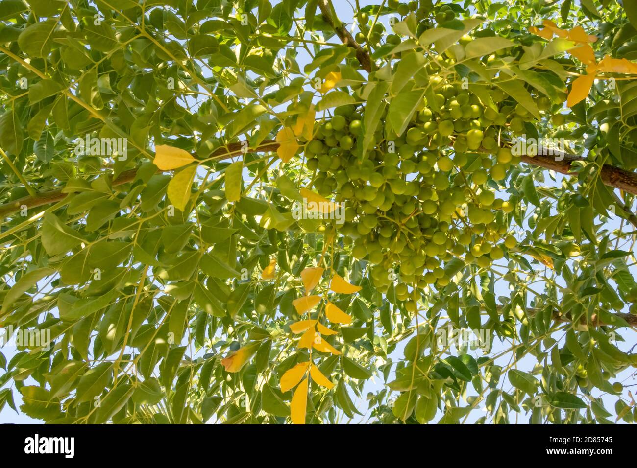 Soap Berry Tree High Resolution Stock Photography and Images - Alamy