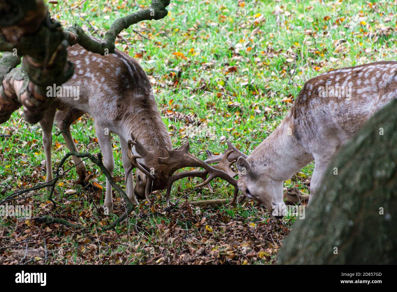 Clashing antlers hi-res stock photography and images - Alamy
