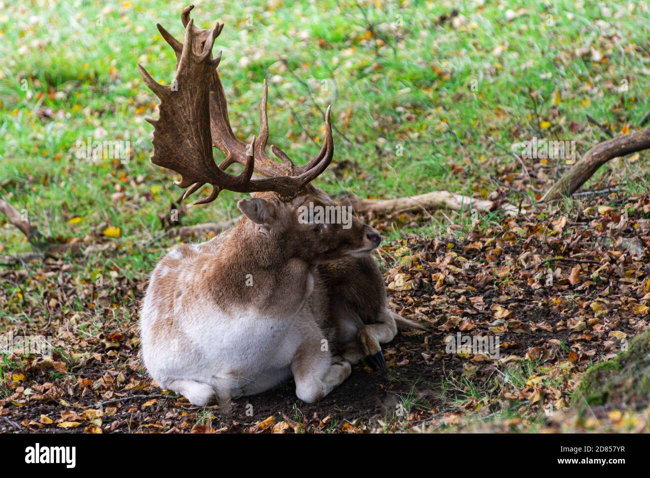 A male fallow deer (Dama dama) sitting Stock Photo - Alamy