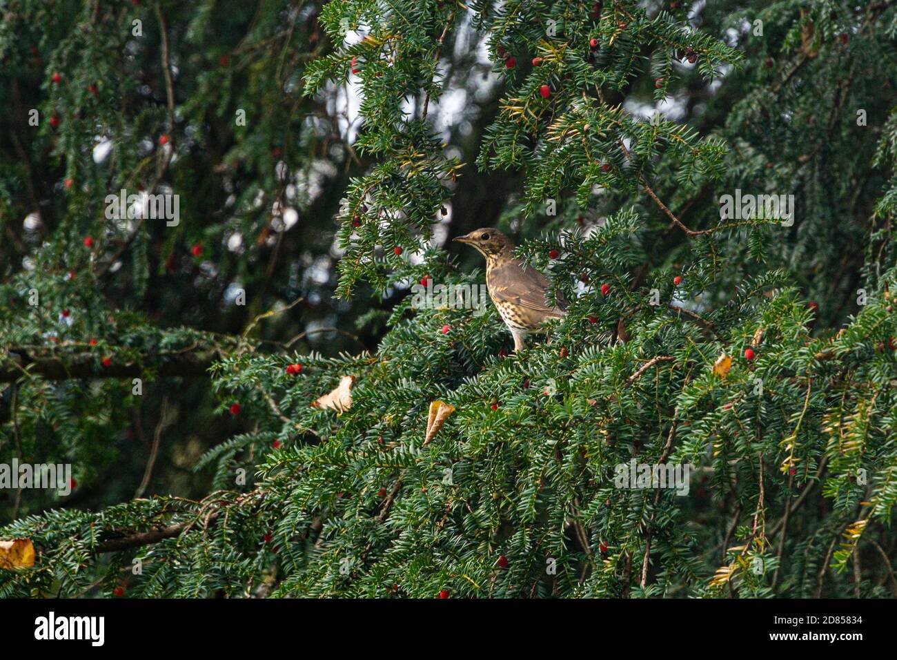 Bird yew tree hi-res stock photography and images - Alamy