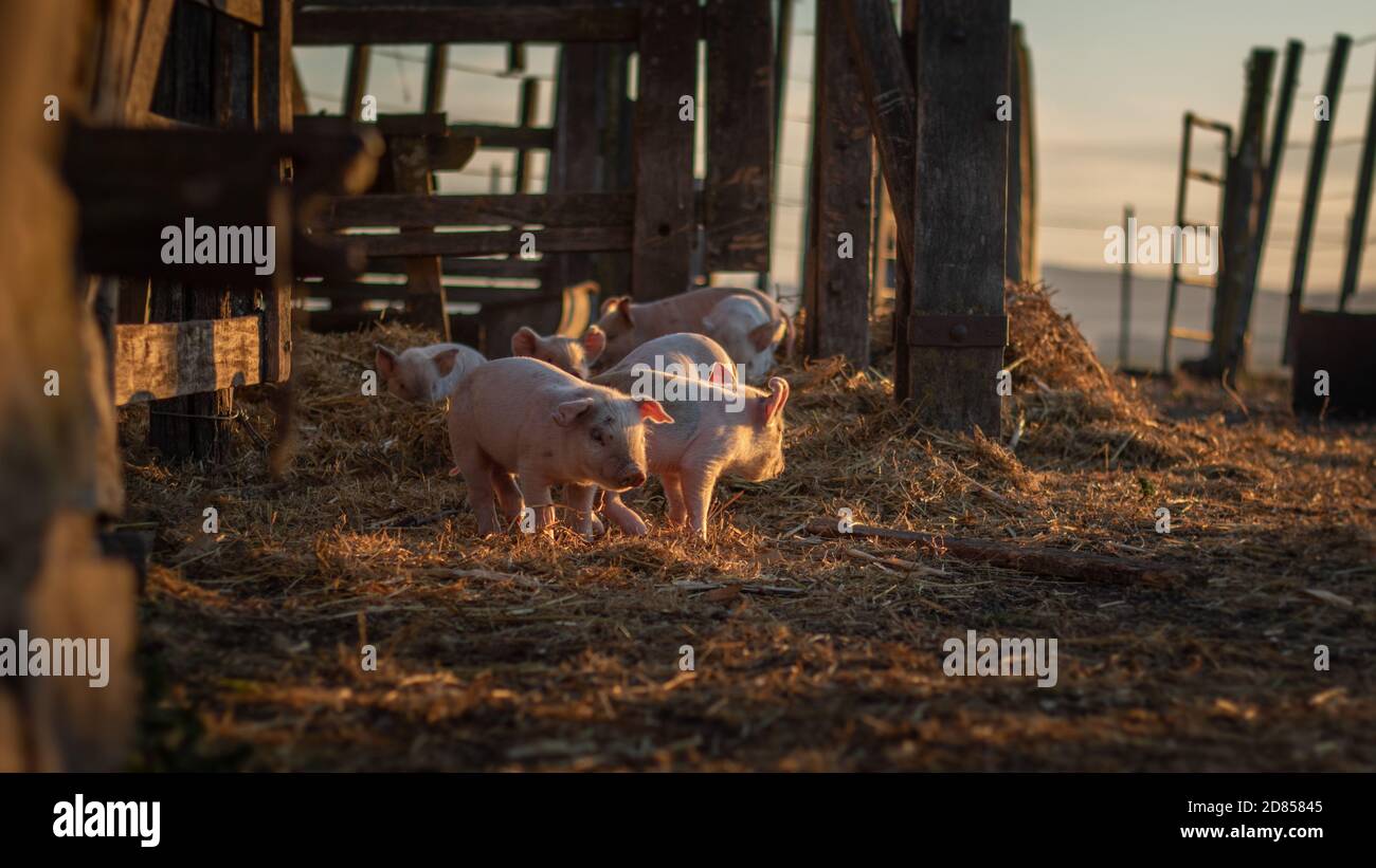 Pigs on the farm hi-res stock photography and images - Alamy