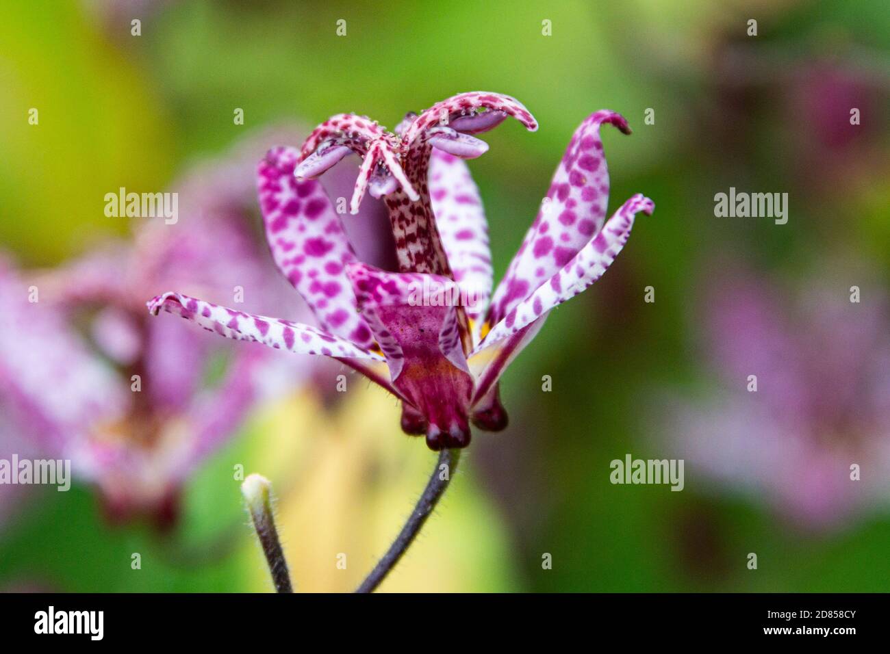 The flower of a toad lily (Tricyrtis formosana Stock Photo - Alamy
