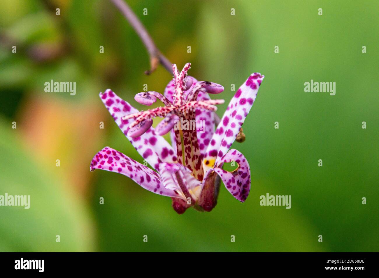 Purple spotted lily hi-res stock photography and images - Alamy