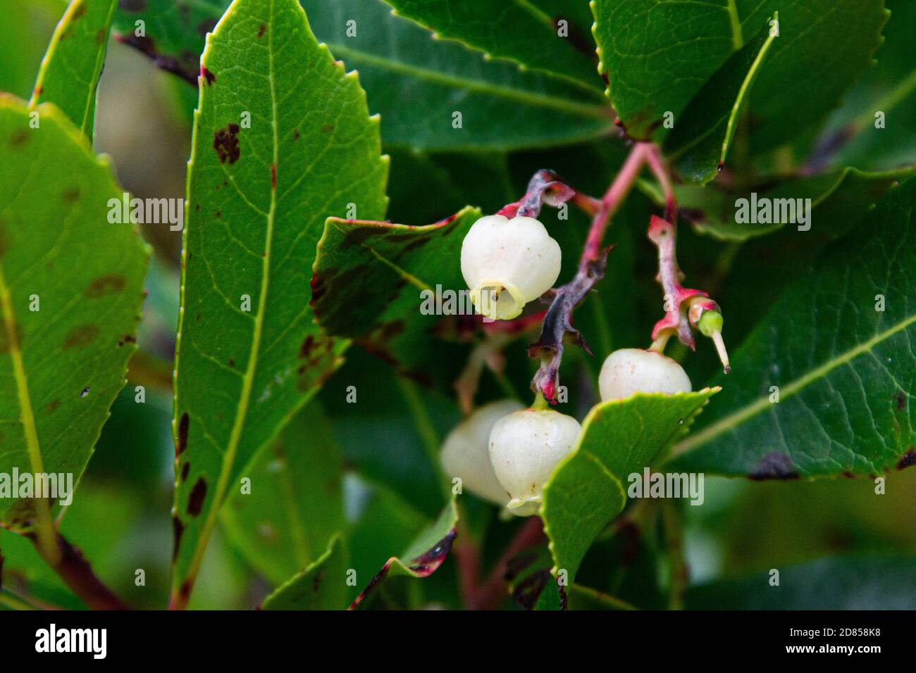 strawberry tree (Arbutus unedo Stock Photo - Alamy