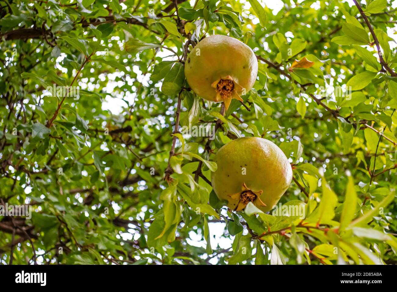 close up pomegranate tree and fruits in nature Stock Photo - Alamy