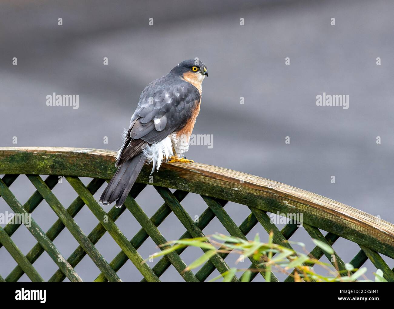 Sparrowhawk (Accipiter nisus) sitting on my garden fence hunting small ...