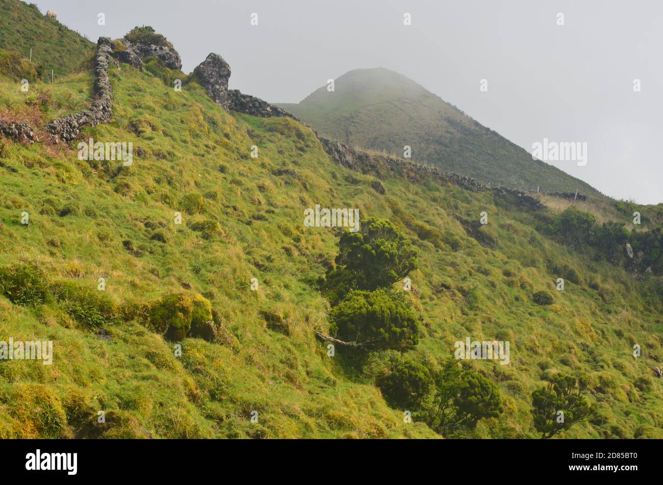 Peatlands in the high volcanic plateau of Pico island, Azores ...