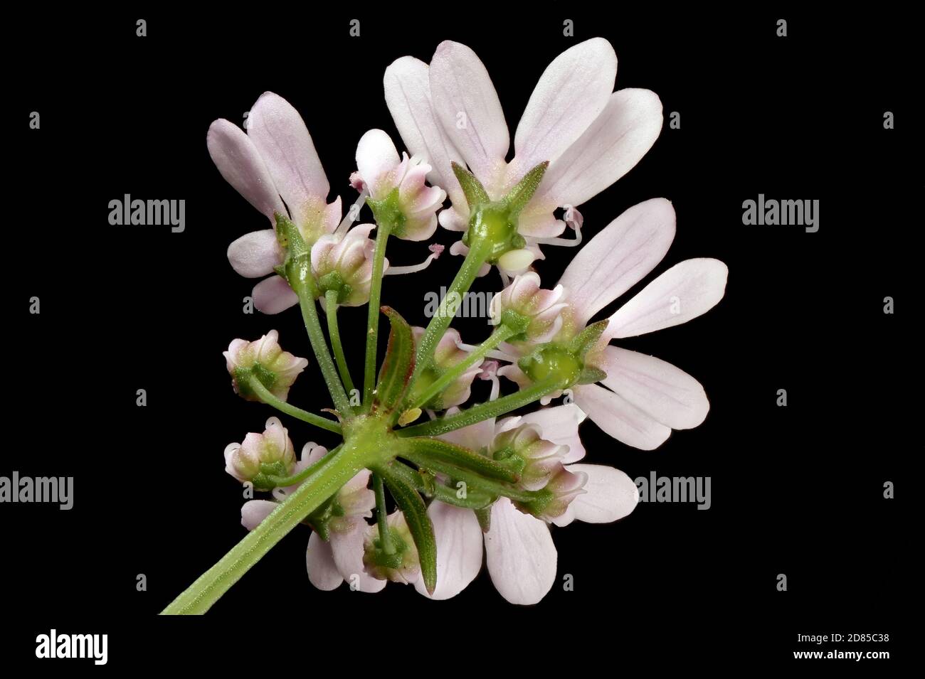 Coriander inflorescence hi-res stock photography and images - Alamy