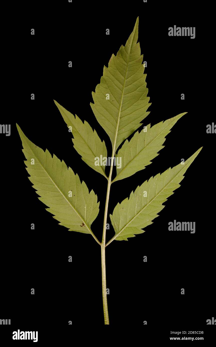 Common Beggarticks (Bidens frondosa). Leaf Closeup Stock Photo - Alamy