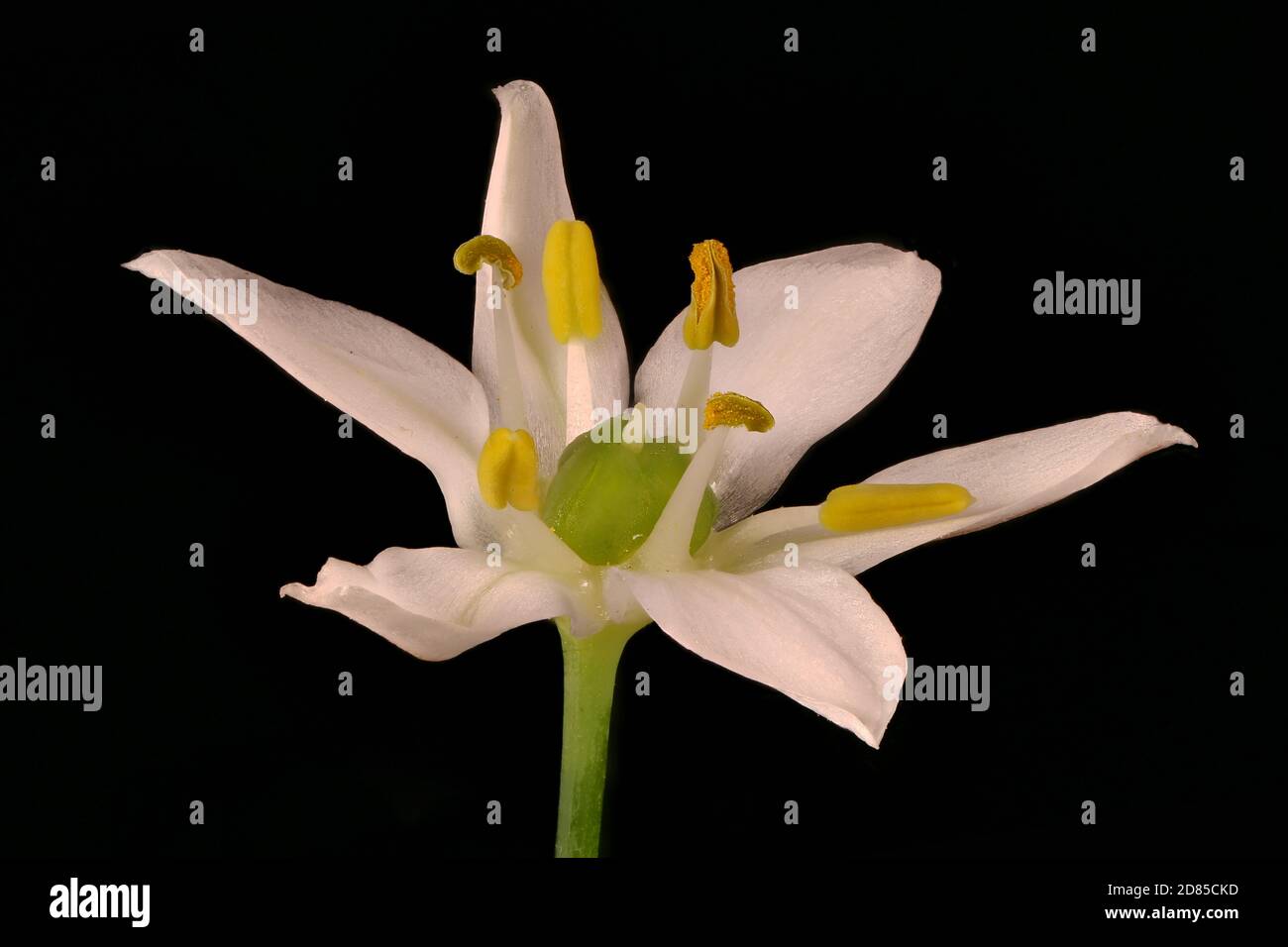 Allium ramosum hi-res stock photography and images - Alamy