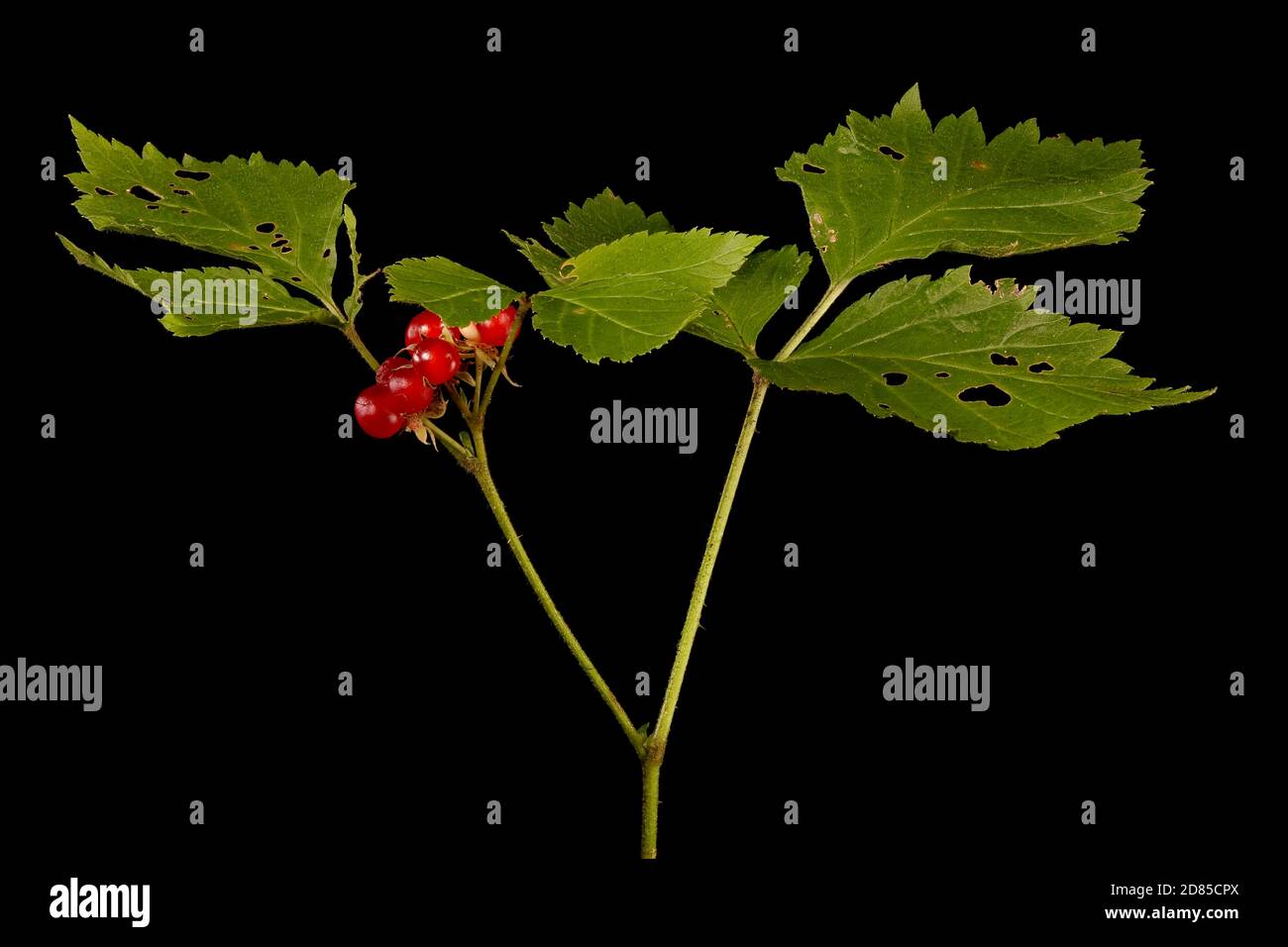 Stone Bramble (Rubus saxatilis). Fruiting Plant Habit Stock Photo - Alamy