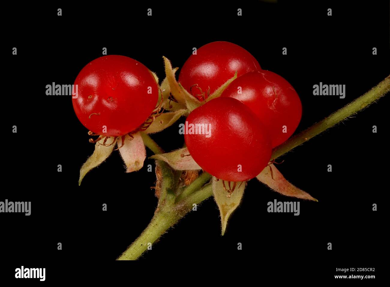 Stone Bramble (Rubus saxatilis). Fruit Closeup Stock Photo - Alamy