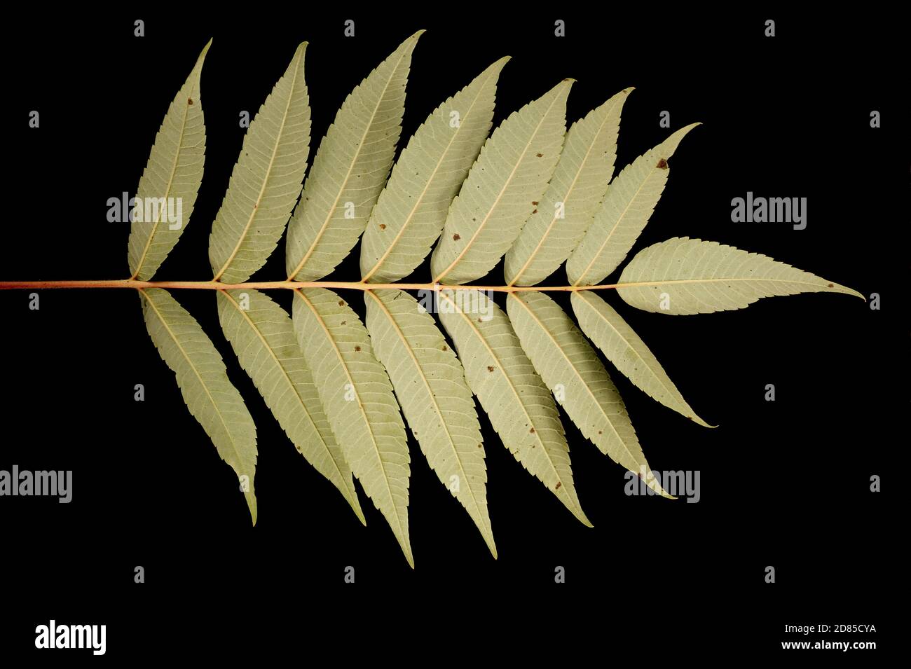Rhus typhina leaf hi-res stock photography and images - Alamy