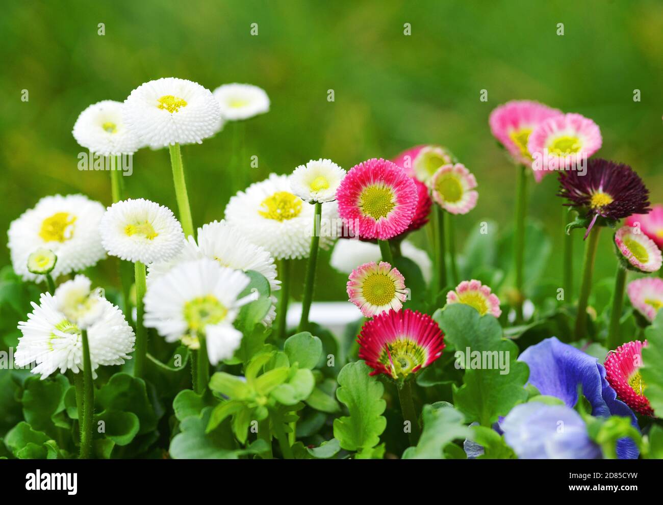 Seasonal Greetings, spring flowers detail Stock Photo - Alamy