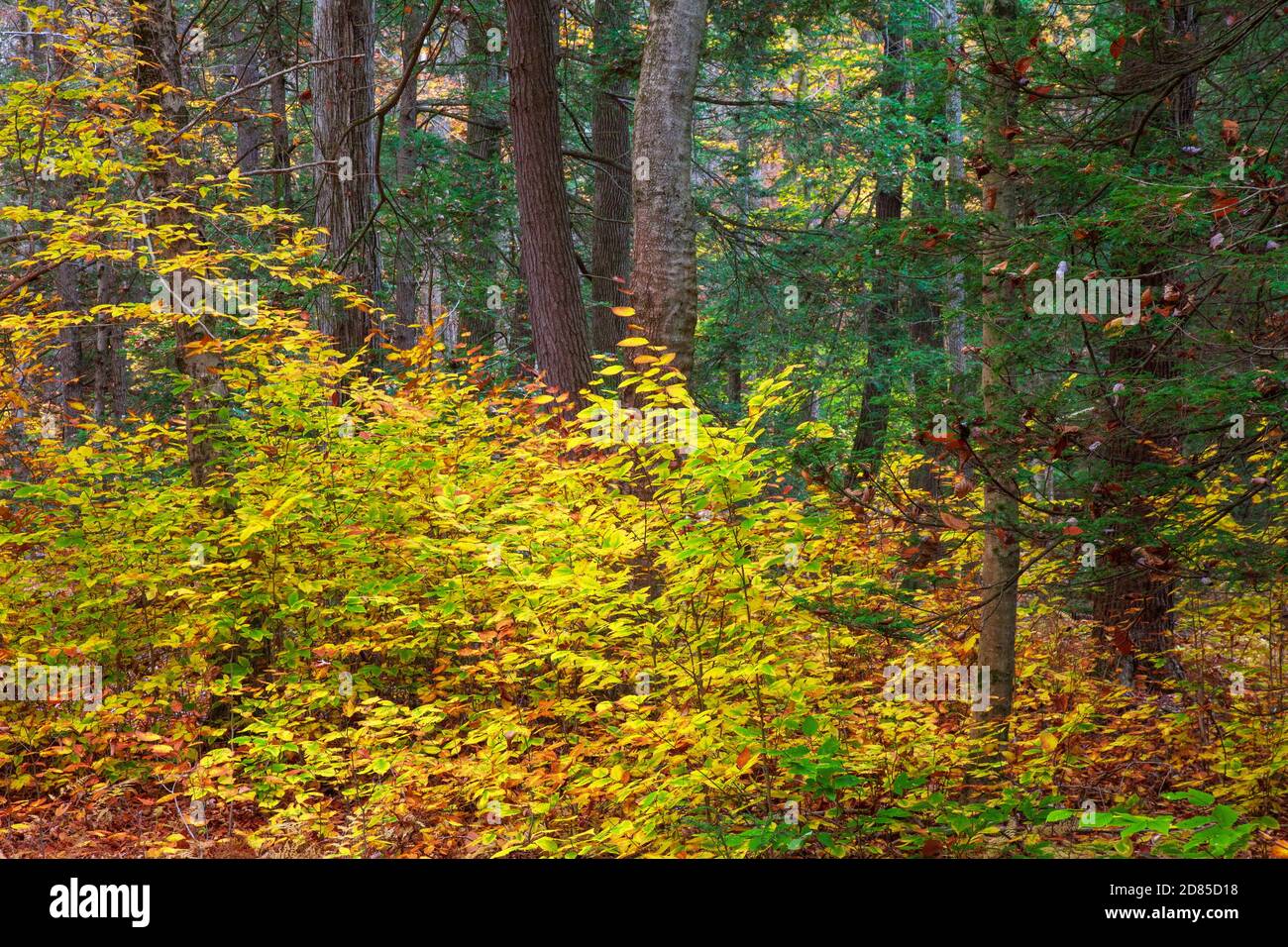 A northern hardwood forest in autumn at Promised Land State Park in ...