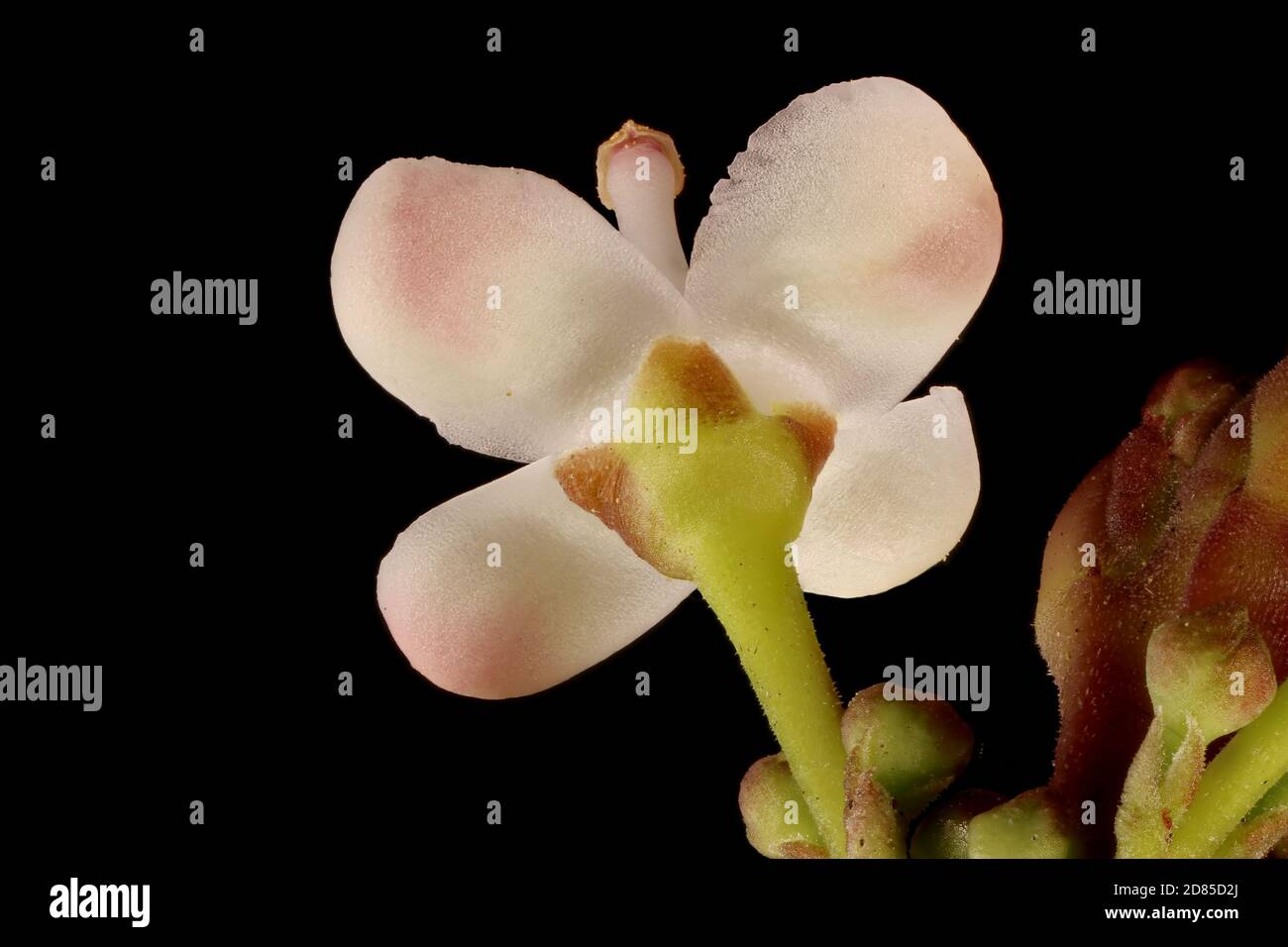 Male holly flower hi-res stock photography and images - Alamy