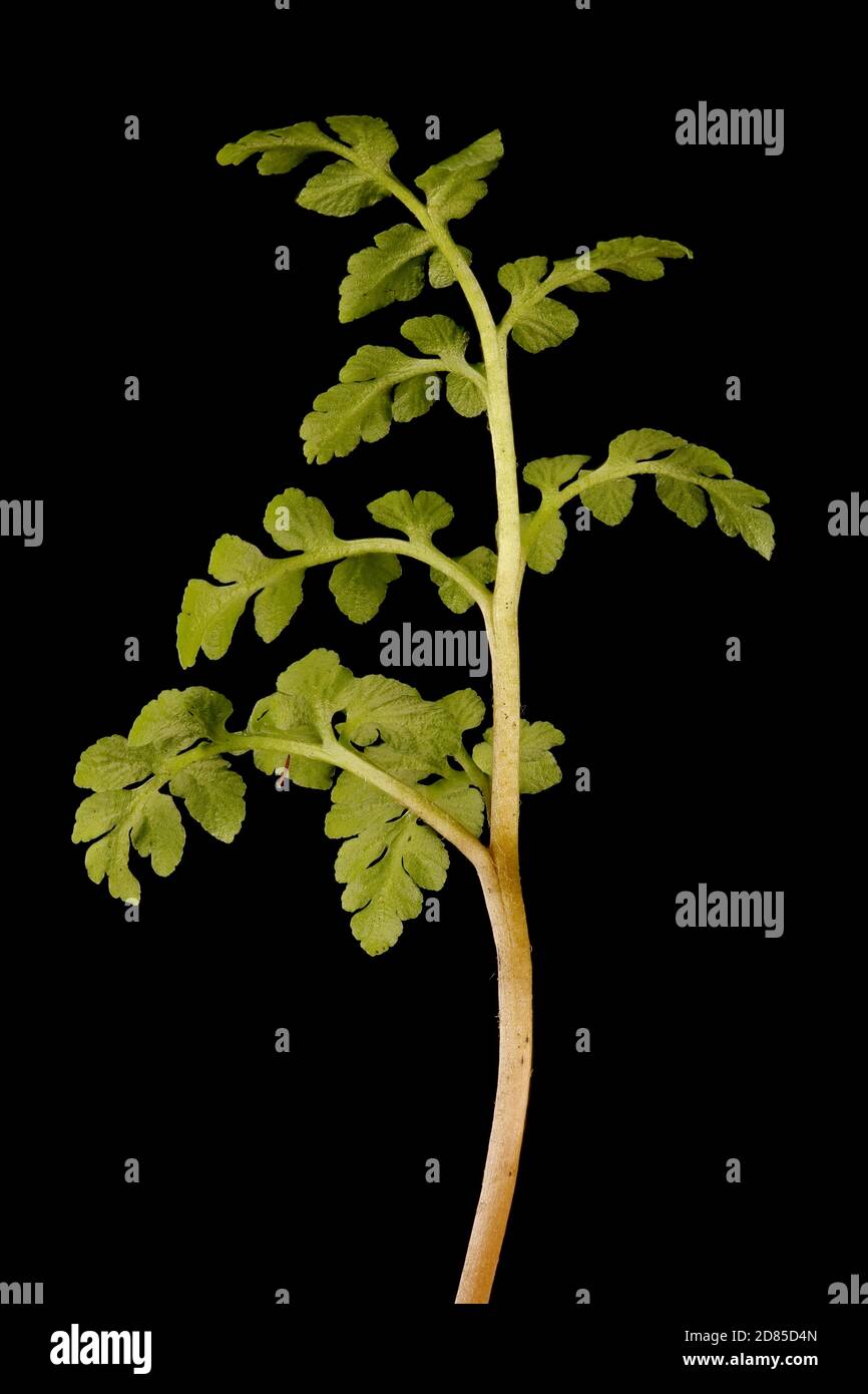 Grapefern hi-res stock photography and images - Alamy