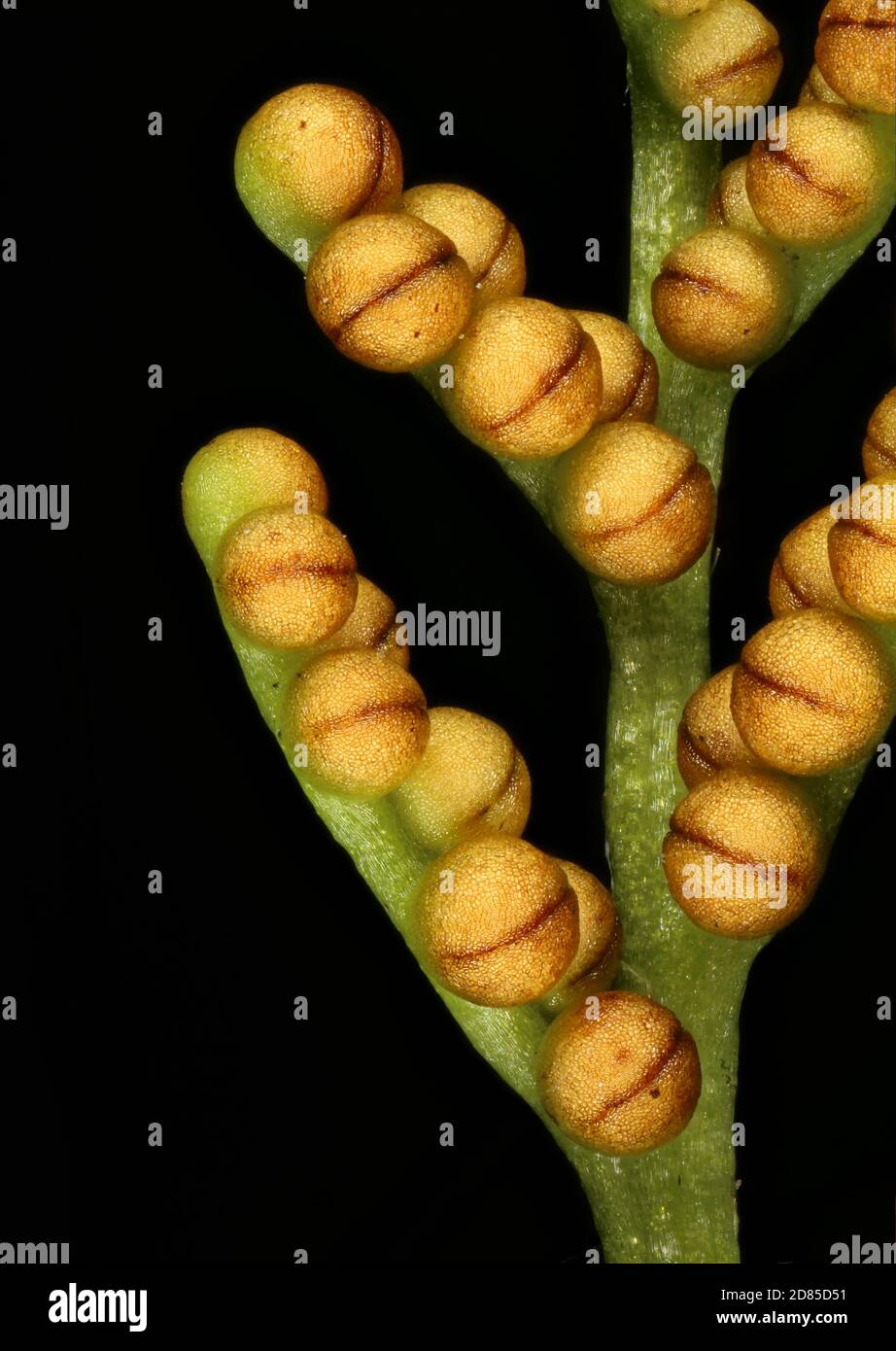 Leather Grapefern (Botrychium multifidum). Sporophore Detail Closeup ...