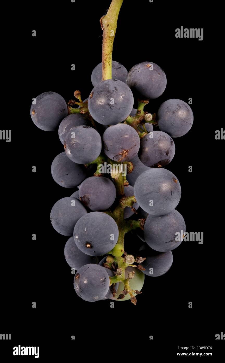Vitis Vulpina High Resolution Stock Photography and Images - Alamy