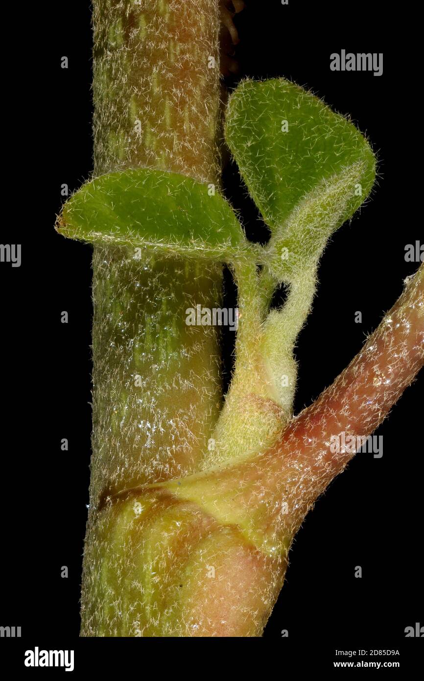 Axillary hi-res stock photography and images - Alamy