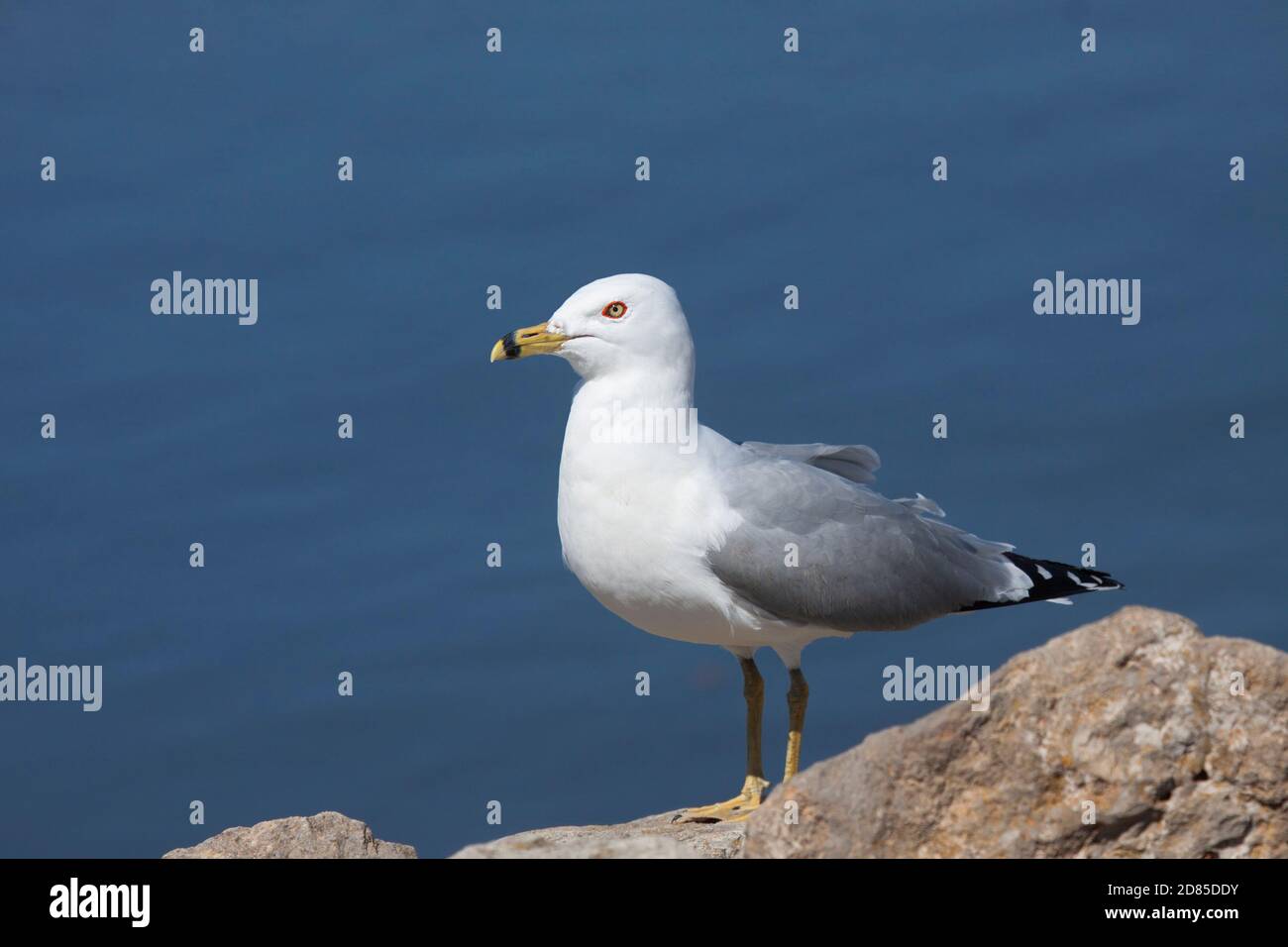 In its breeding plumage, a snowy white head and bright red skin around ...