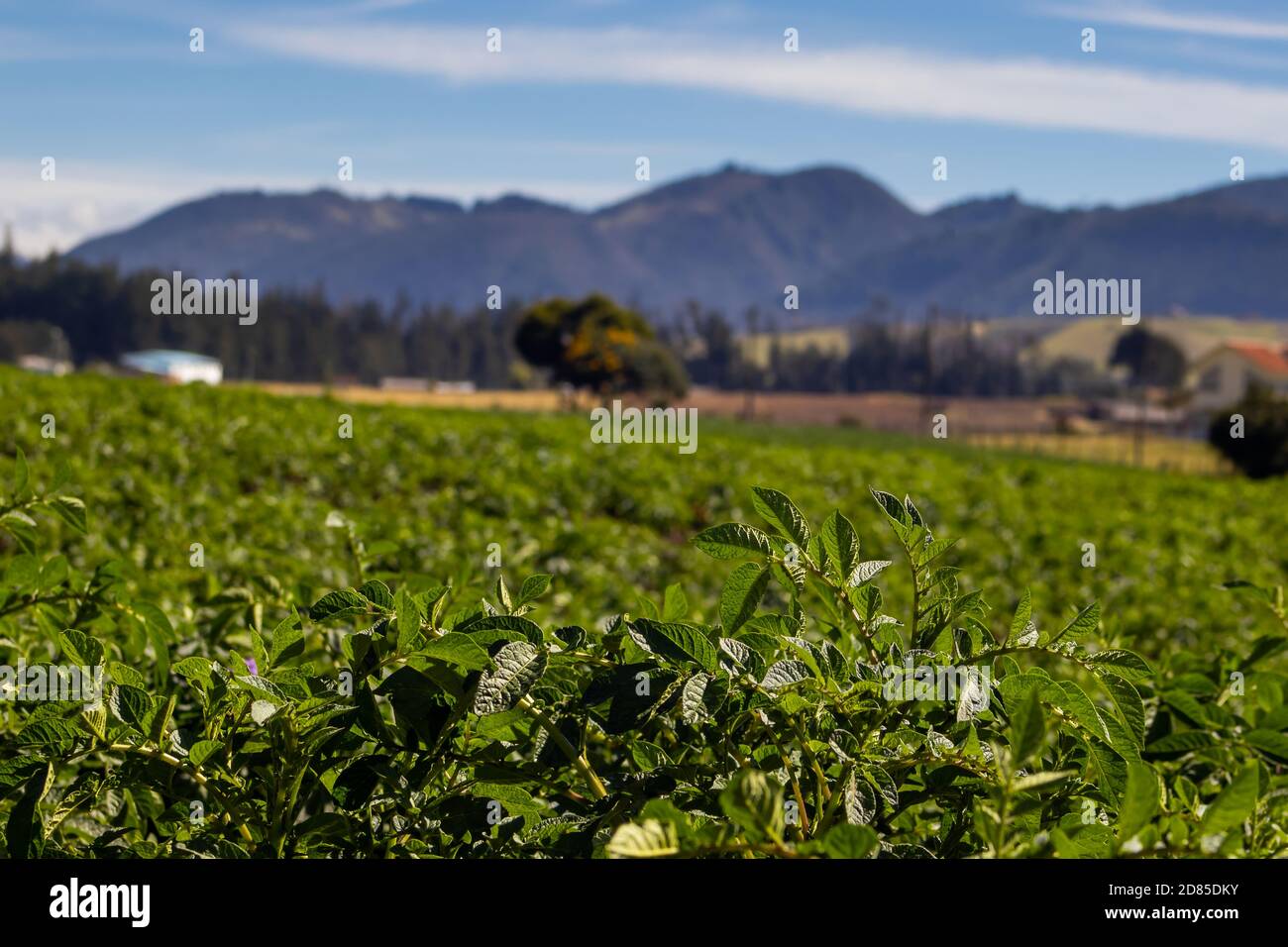 Landscape potato scenery scenic hi-res stock photography and images - Alamy