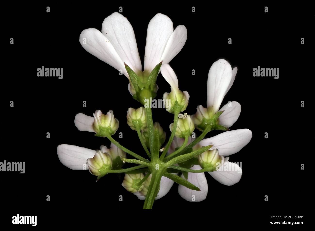 Coriander inflorescence hi-res stock photography and images - Alamy