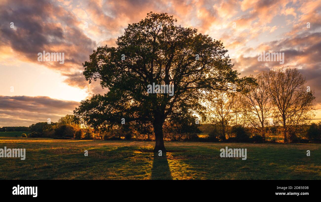 A big lonely tree at sunset. Dramatic fiery sky with god rays Stock ...