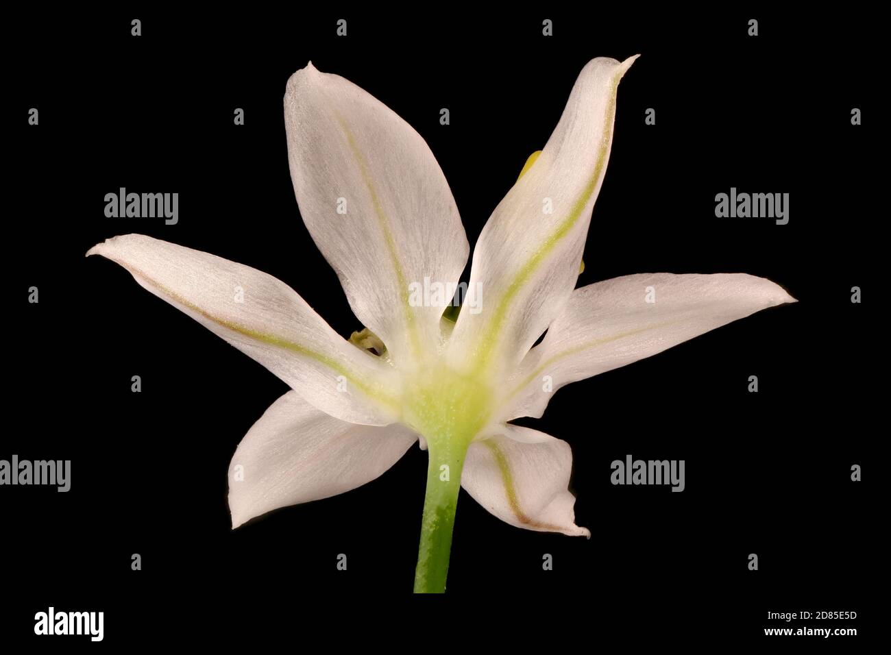 Allium ramosum hi-res stock photography and images - Alamy