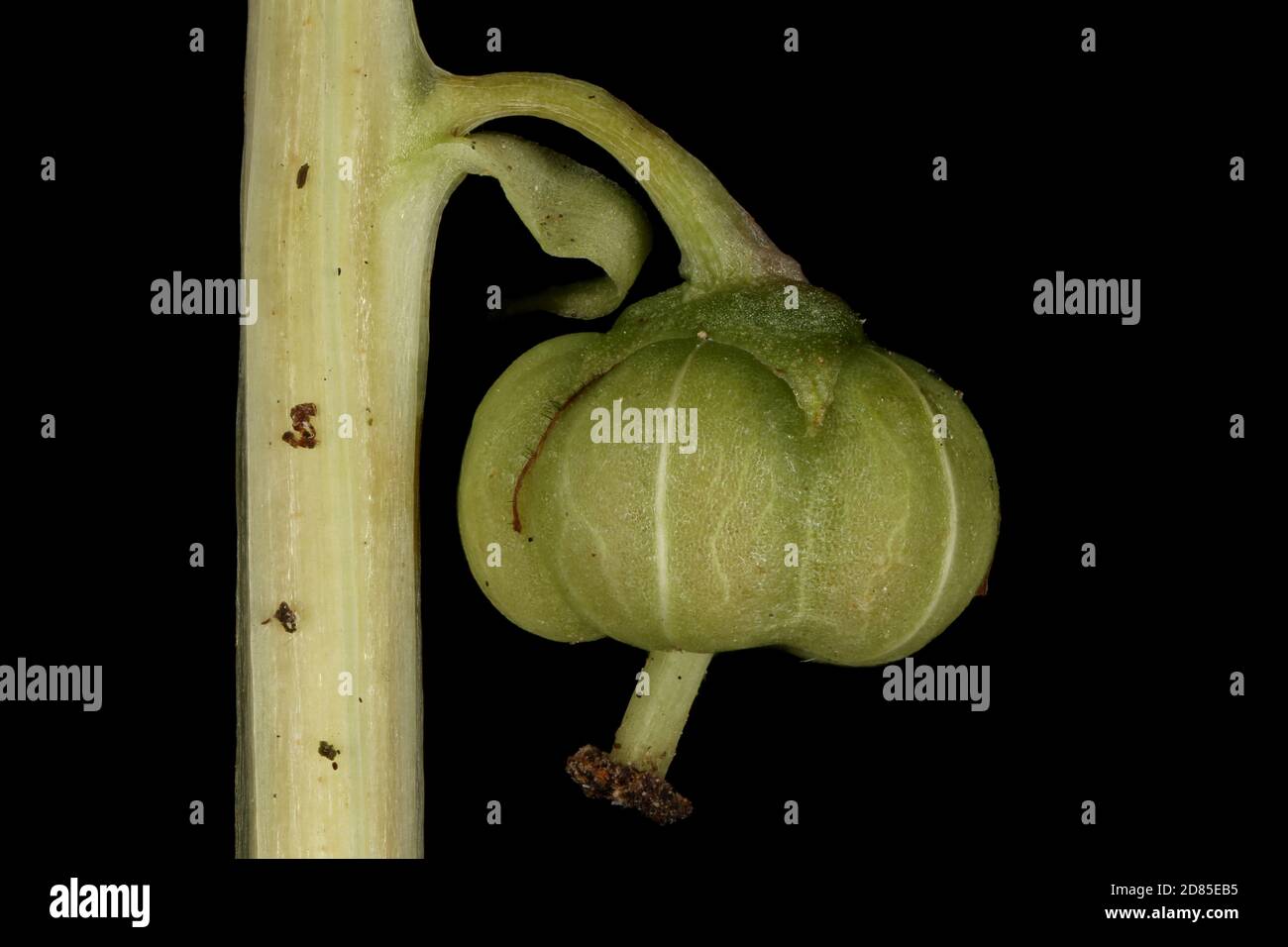 Common Wintergreen (Pyrola minor). Immature Fruit Closeup Stock Photo ...