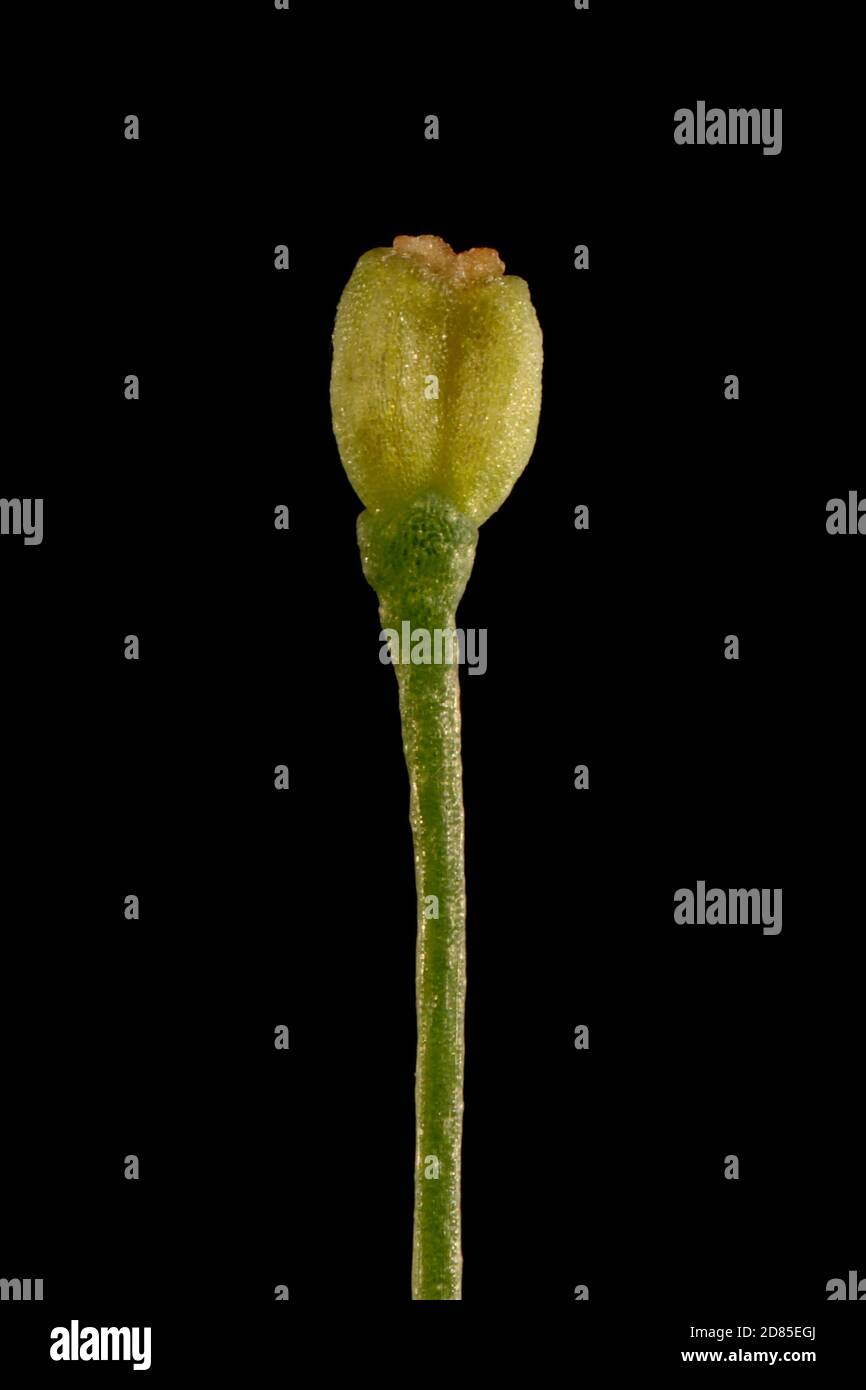 Intermediate fruit hi-res stock photography and images - Alamy