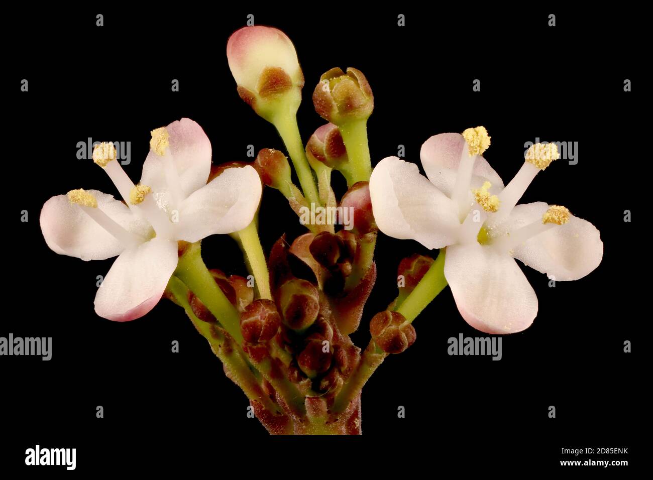 Holly (Ilex aquifolium). Male Inflorescence Detail Closeup Stock Photo ...