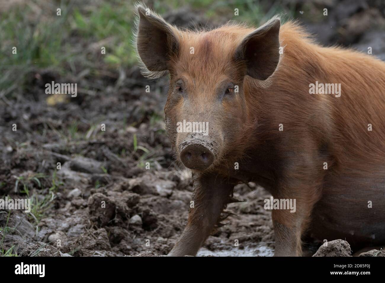 Scottish pig farm hi-res stock photography and images - Alamy