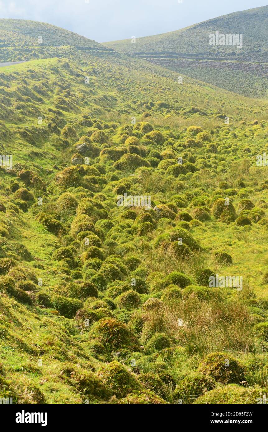 Peatlands in the high volcanic plateau of Pico island, Azores ...